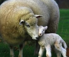 Year of the Wood Sheep - Qigong for Life